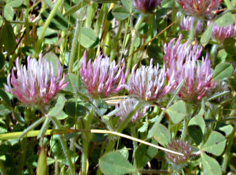 Different Types of Clover